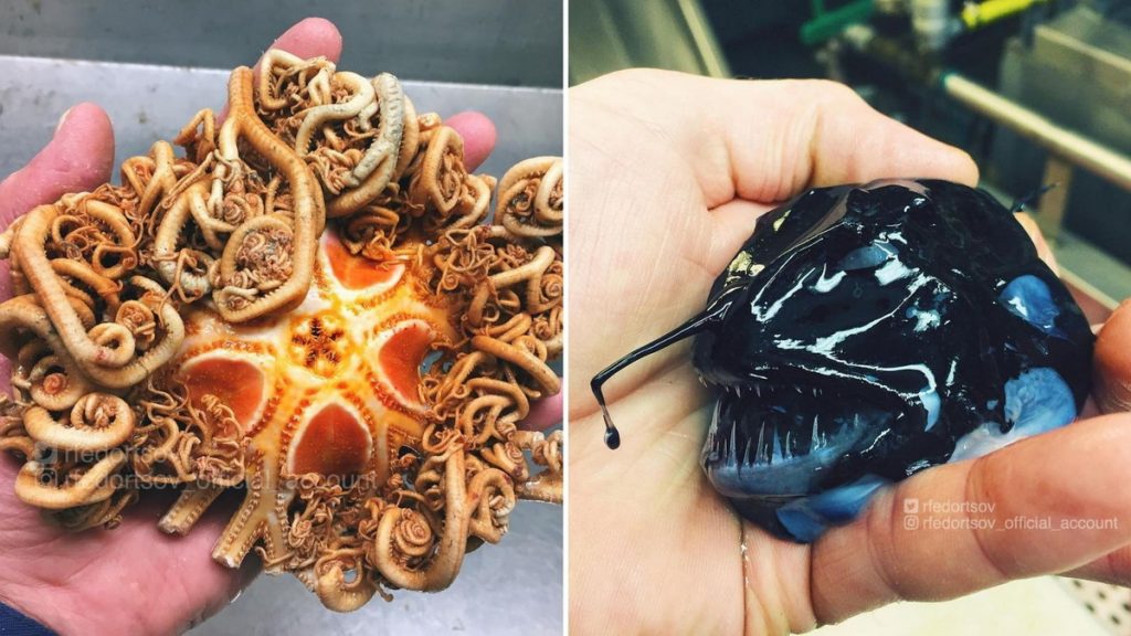 (25 Images) Terrifying Deep Sea Creatures You've Never Seen Before