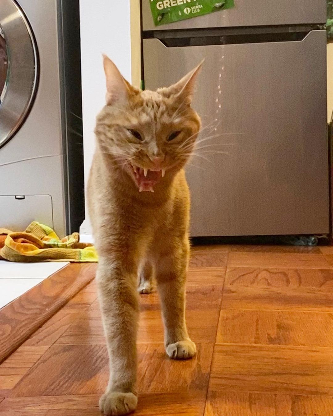 Meet Carrot, the cat that has gone viral because he makes his owners ...