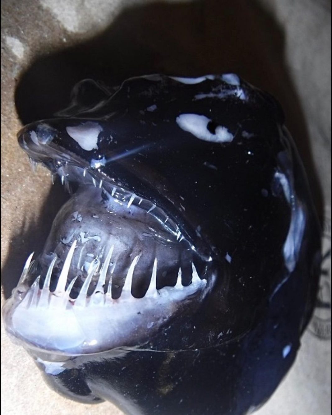 (25 Images) Terrifying Deep Sea Creatures You've Never Seen Before