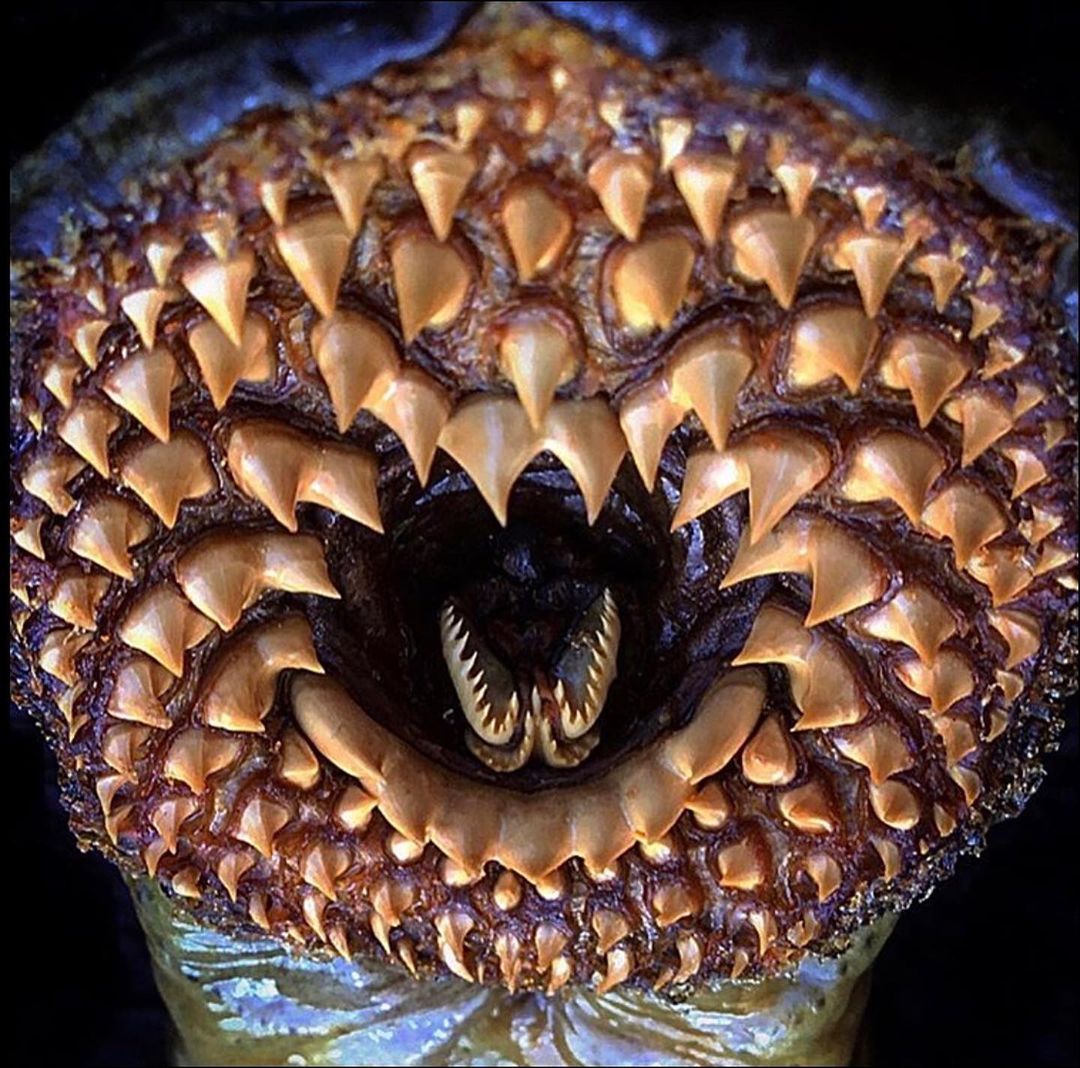 (25 Images) Terrifying Deep Sea Creatures You've Never Seen Before