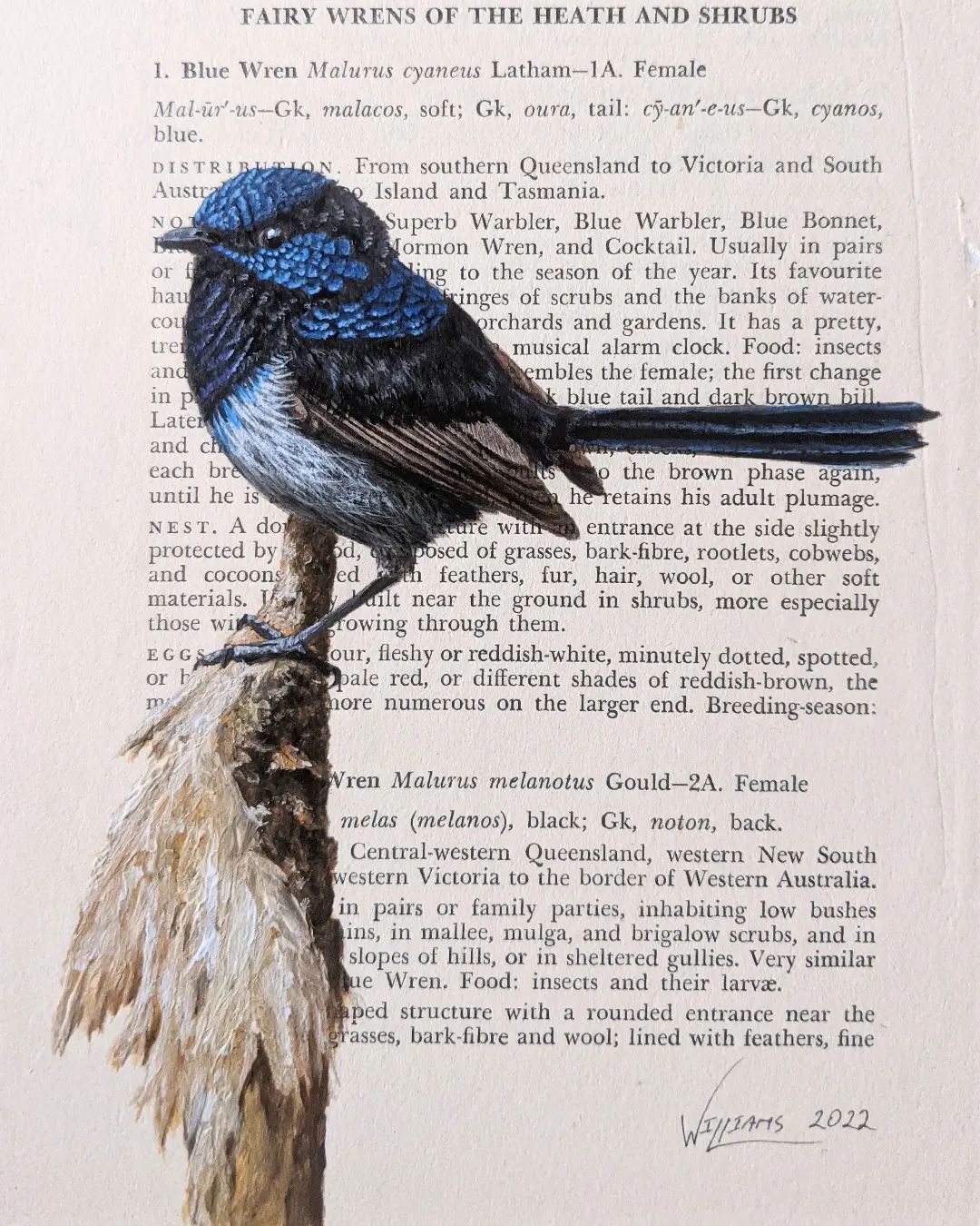 Artist Uses Pages From Old Books As His Canvas To Paint Beautiful Birds ...