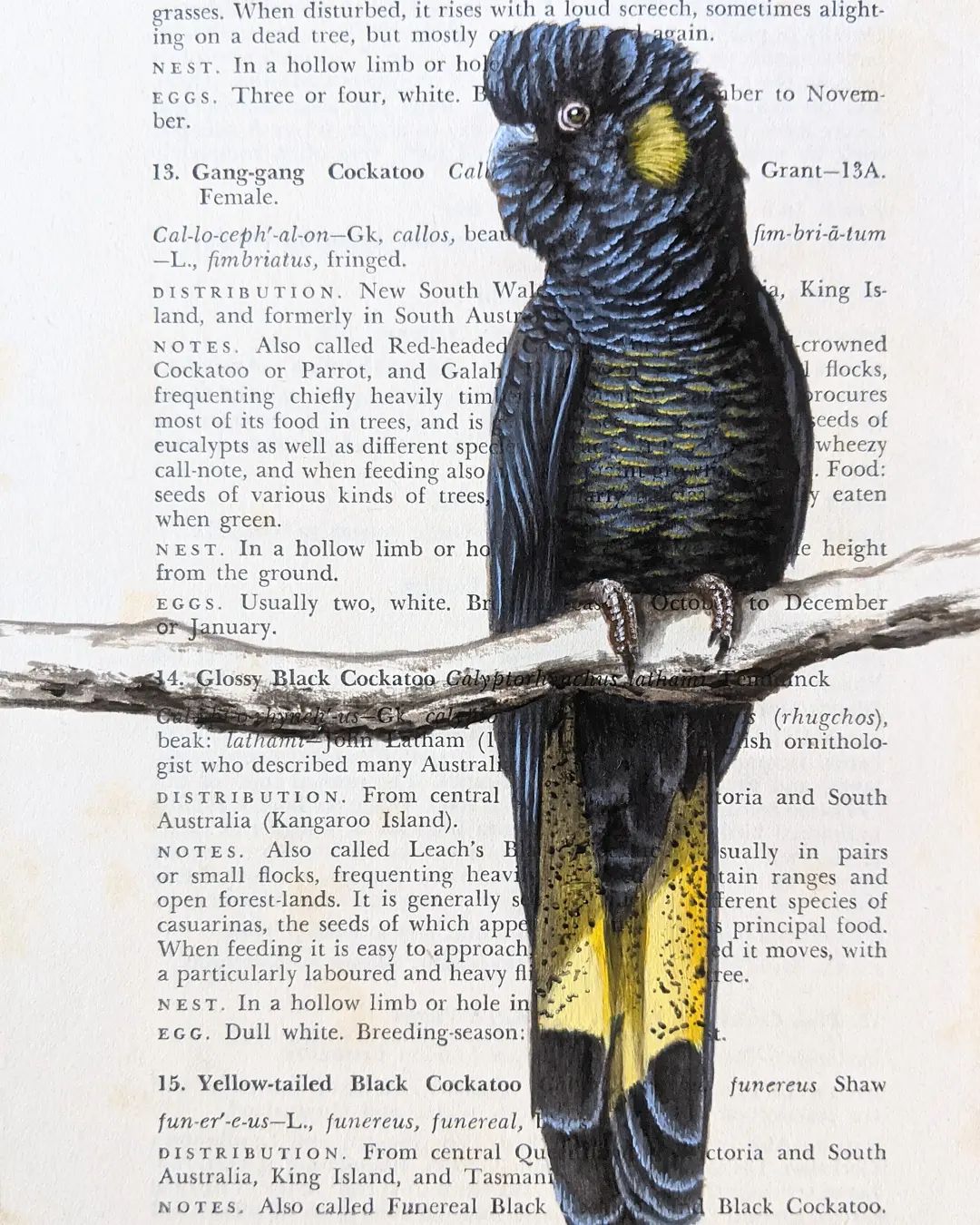 Artist Uses Pages From Old Books As His Canvas To Paint Beautiful Birds ...