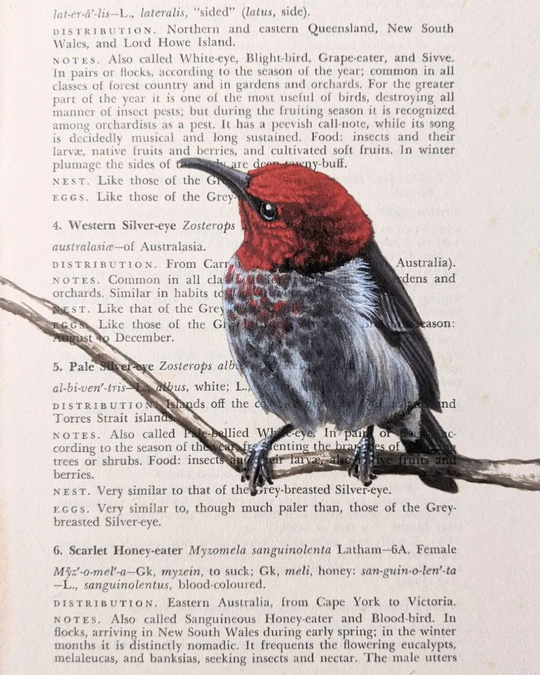 Artist Uses Pages From Old Books As His Canvas To Paint Beautiful Birds ...