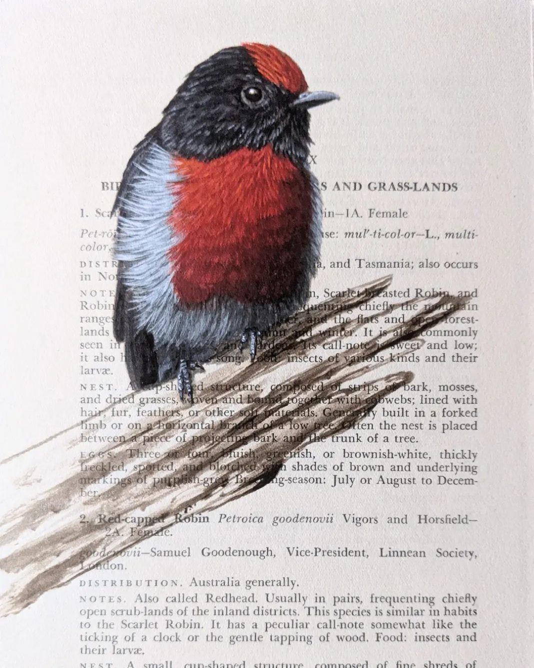 Artist Uses Pages From Old Books As His Canvas To Paint Beautiful Birds ...