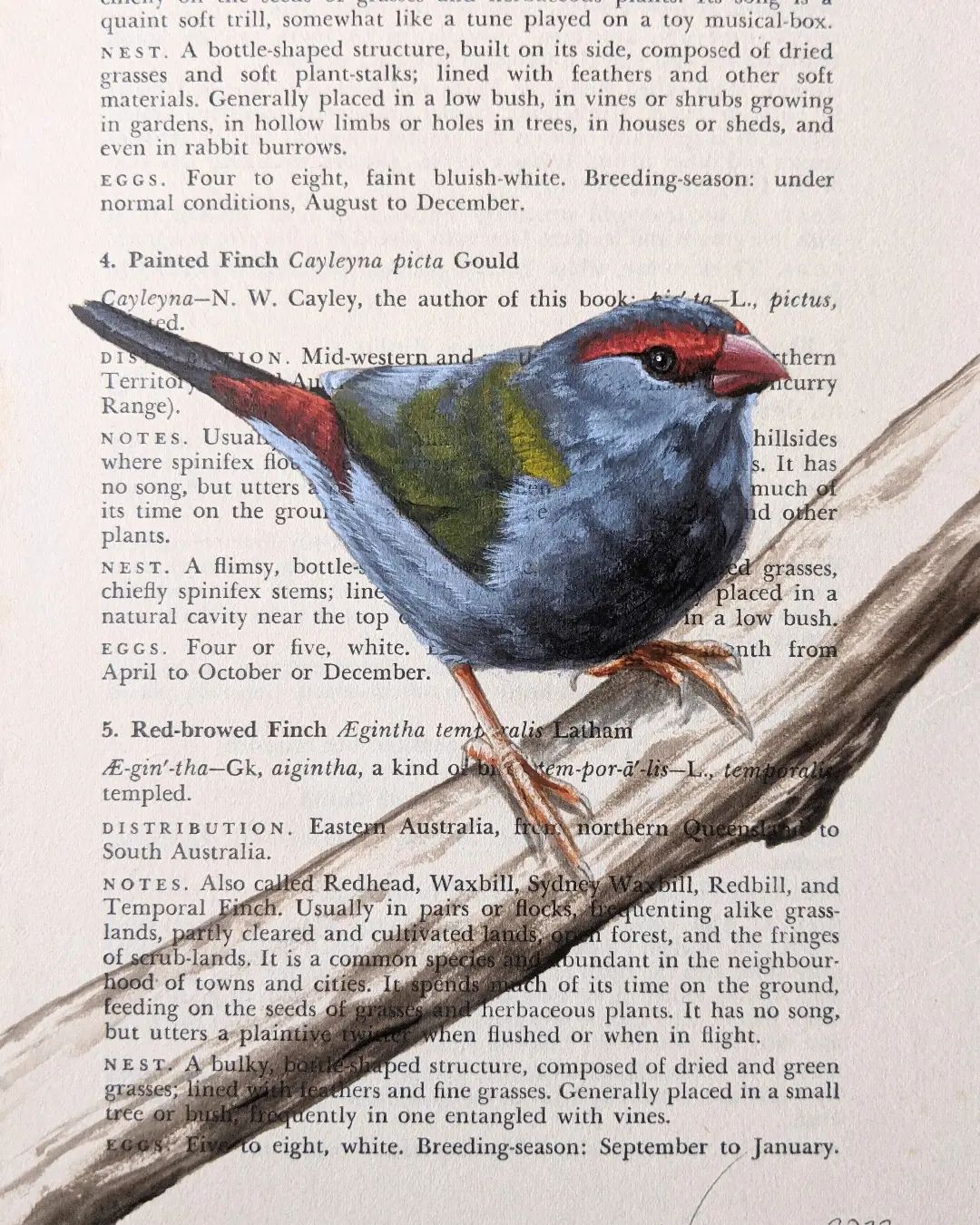 Artist Uses Pages From Old Books As His Canvas To Paint Beautiful Birds ...