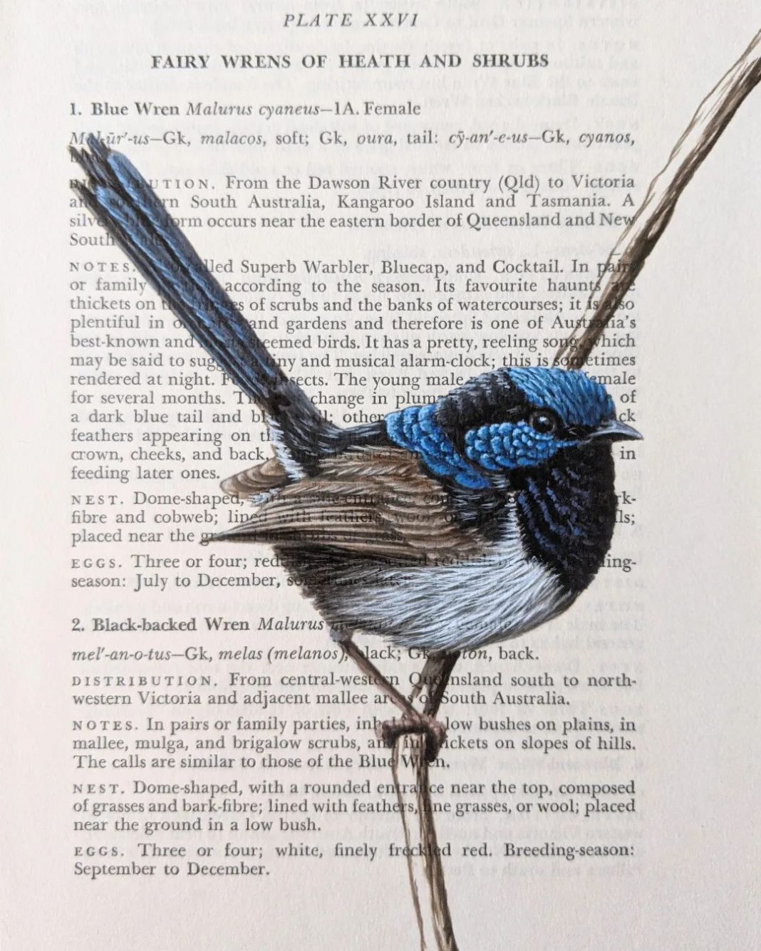 Artist Uses Pages From Old Books As His Canvas To Paint Beautiful Birds ...