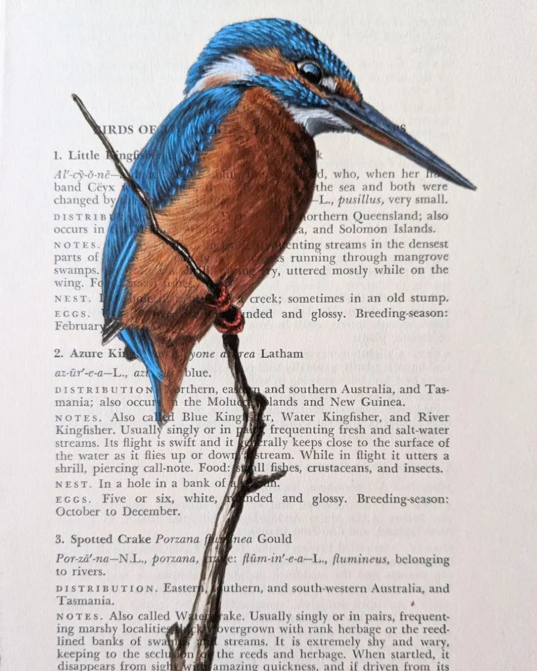 Artist Uses Pages From Old Books As His Canvas To Paint Beautiful Birds ...