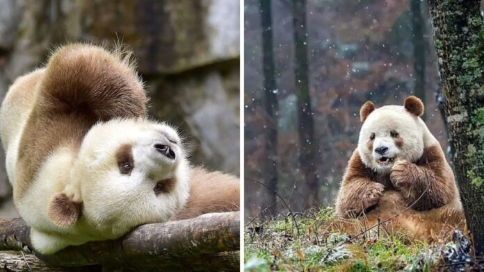 Abandoned and Alone, the Rare Brown Panda's Happy Ending