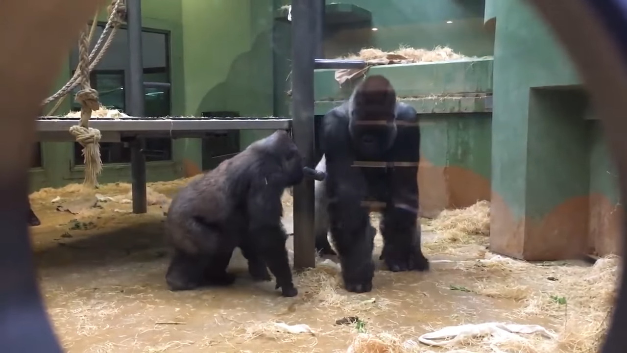 Parents In Shock As Gorillas Mate Right In Front Of Kids At Zoo