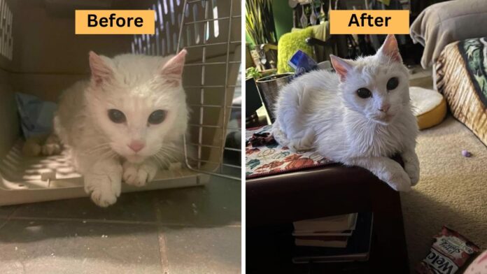 20 Heartwarming Before and After Pictures of Rescued Cats