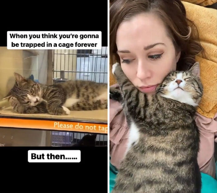 20 Heartwarming Before and After Pictures of Rescued Cats