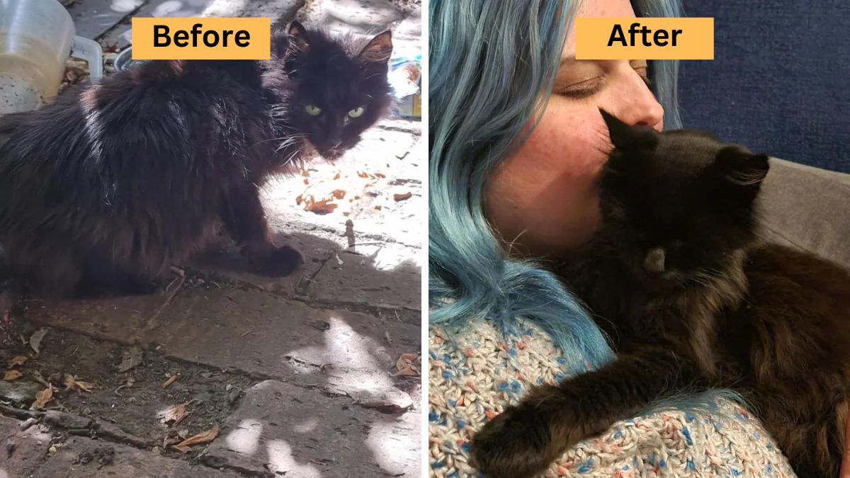 20 Heartwarming Before and After Pictures of Rescued Cats
