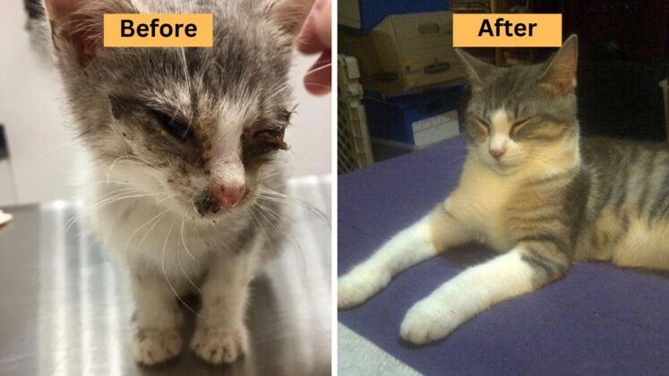20 Heartwarming Before and After Pictures of Rescued Cats