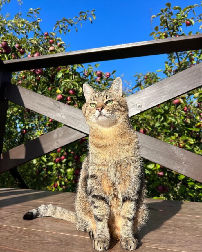 Insta-Star Cat Stepan Escapes from Ukraine to France with Family