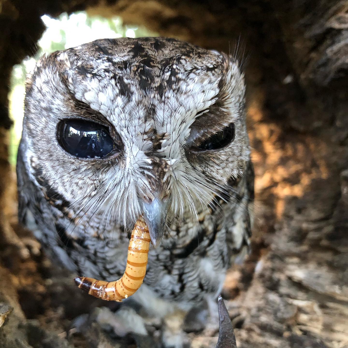 Meet Zeus: The Rescued Blind Owl with Eyes That Look Like the Galaxy