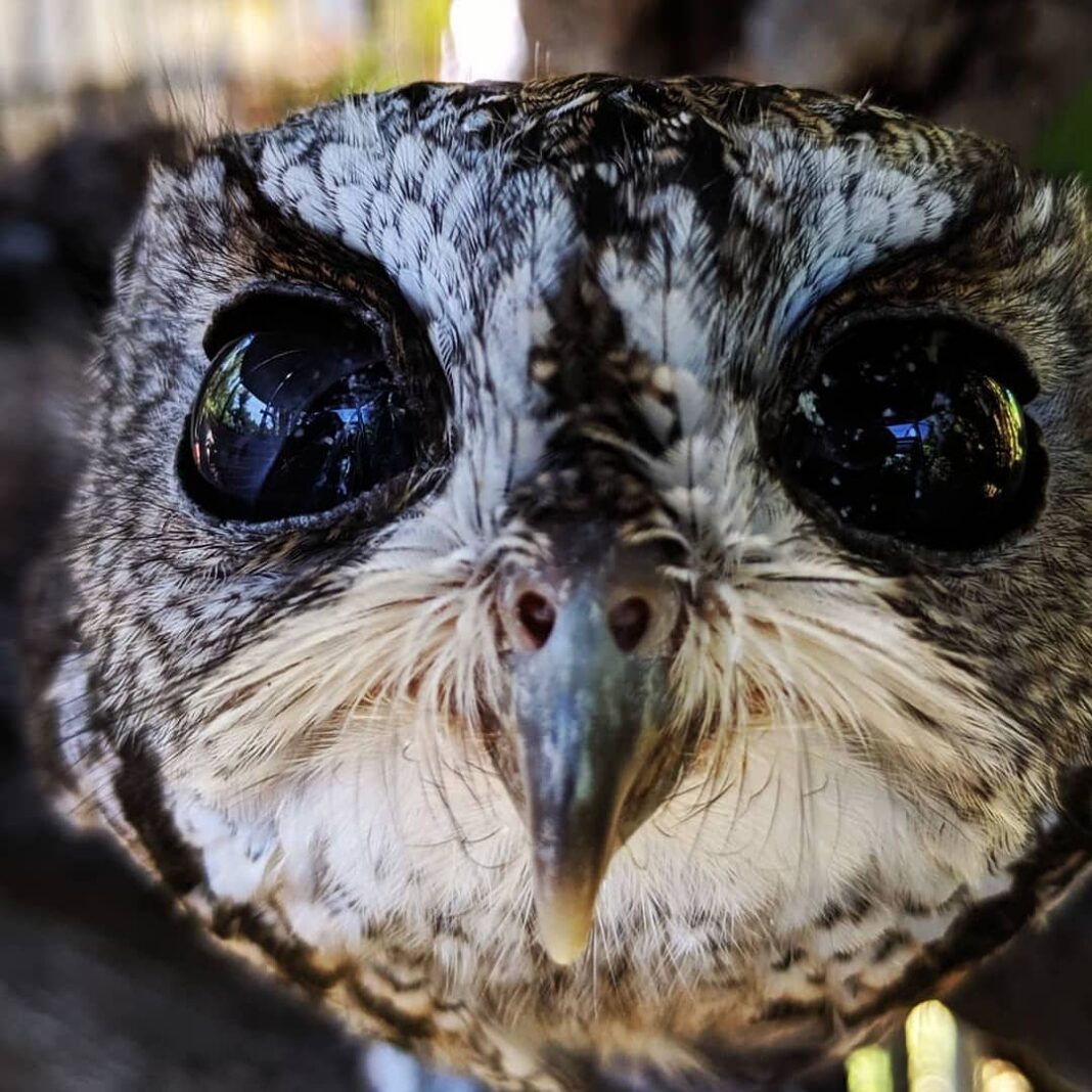 Meet Zeus: The Rescued Blind Owl with Eyes That Look Like the Galaxy