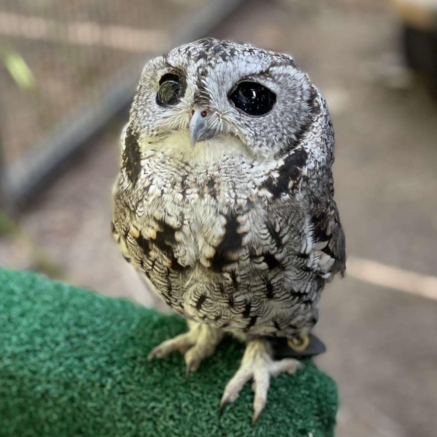 Meet Zeus: The Rescued Blind Owl with Eyes That Look Like the Galaxy