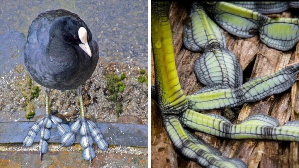 Meet the Fascinating Waterbird with Feather-Like Feet