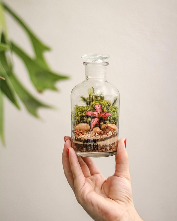These Artists Creates Incredible Self Sustaining Ecosystems In Jars (31 ...
