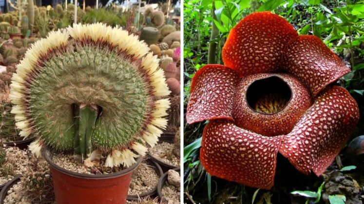 10 World's Weirdest Flowers That Will Blow Your Mind