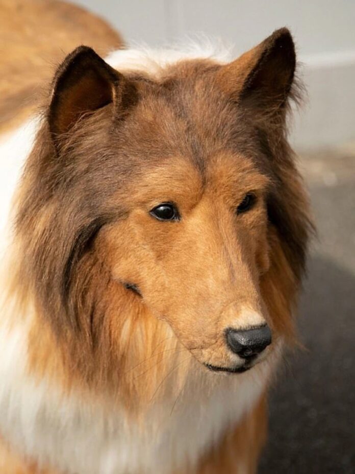 Japanese Man Transforms into Human Dog with $14,000 Collie Costume