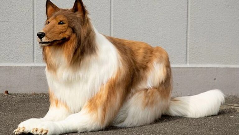 Japanese Man Transforms into Human Dog with $14,000 Collie Costume