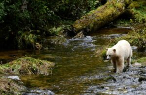A Rare Spirit Bear Is Photographed in British Columbia (16-Pics)