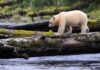 A Rare Spirit Bear Is Photographed in British Columbia (16-Pics)