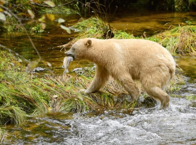 A Rare Spirit Bear Is Photographed in British Columbia (16-Pics)