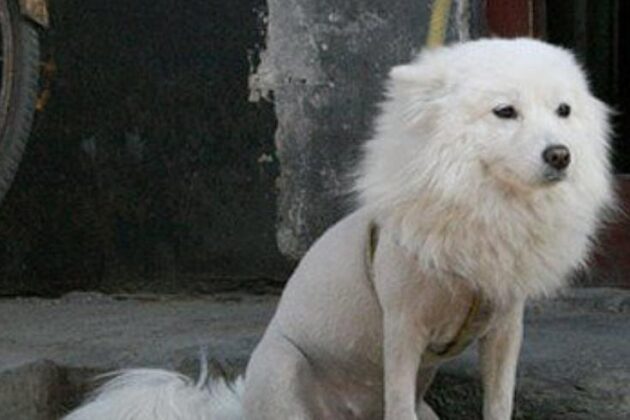 20 Bizarre Dog Haircuts Gone Horribly Wrong